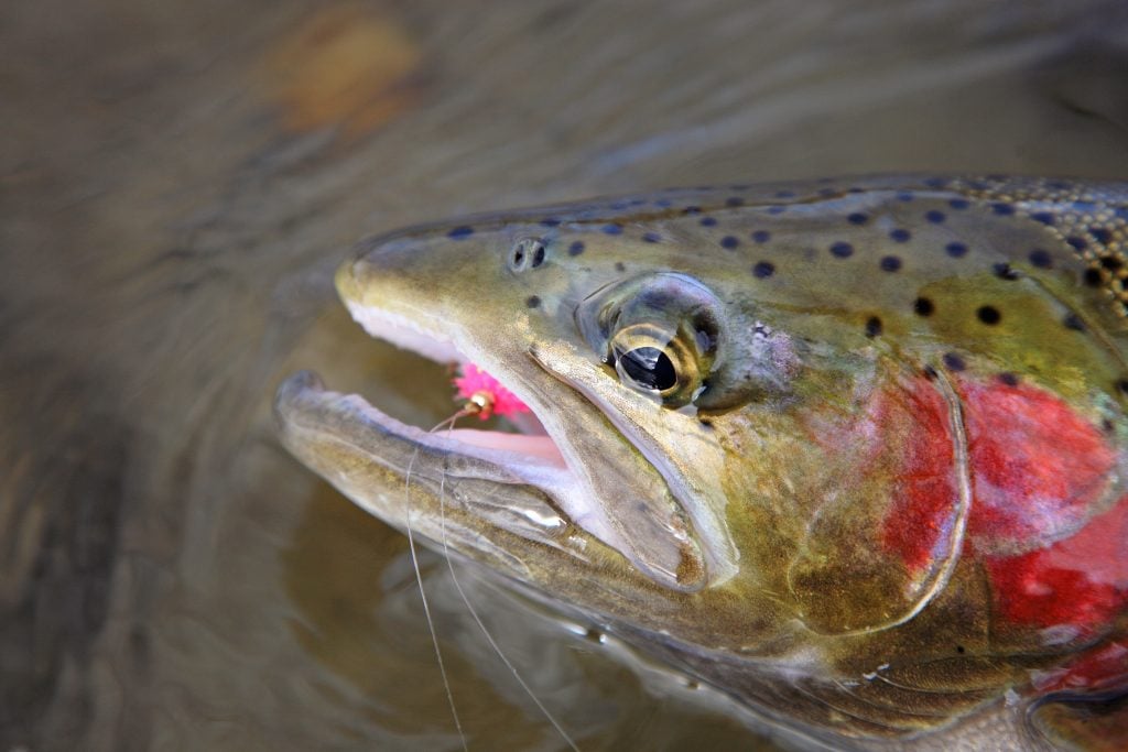Choosing The Best Steelhead Rod - Anglers Resource