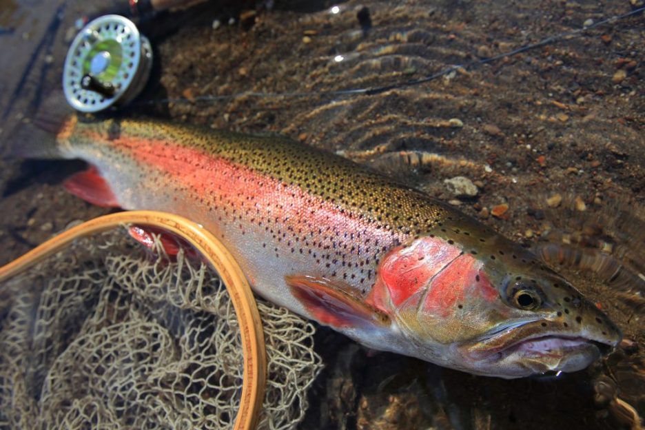 Choosing The Best Steelhead Rod - Anglers Resource