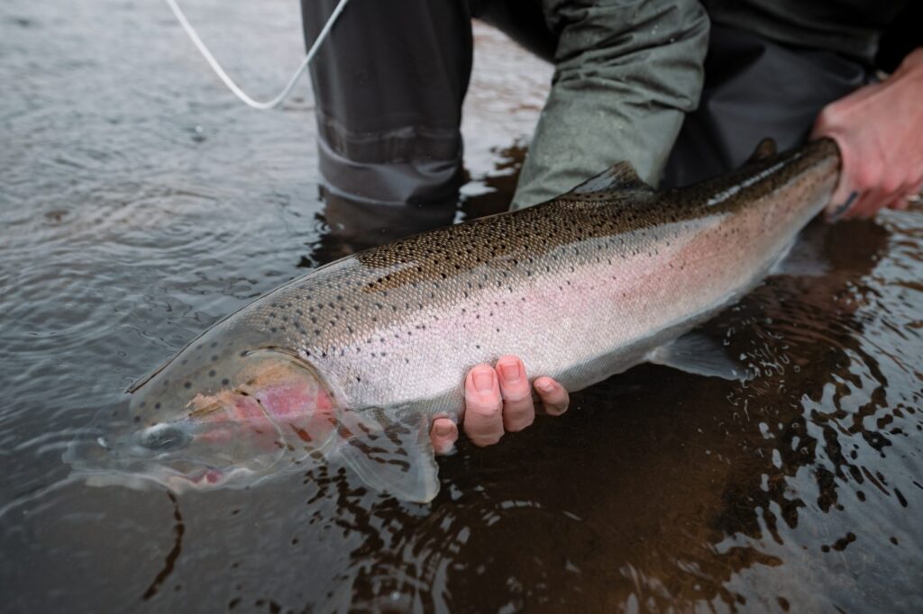 Choosing The Best Steelhead Rod - Anglers Resource