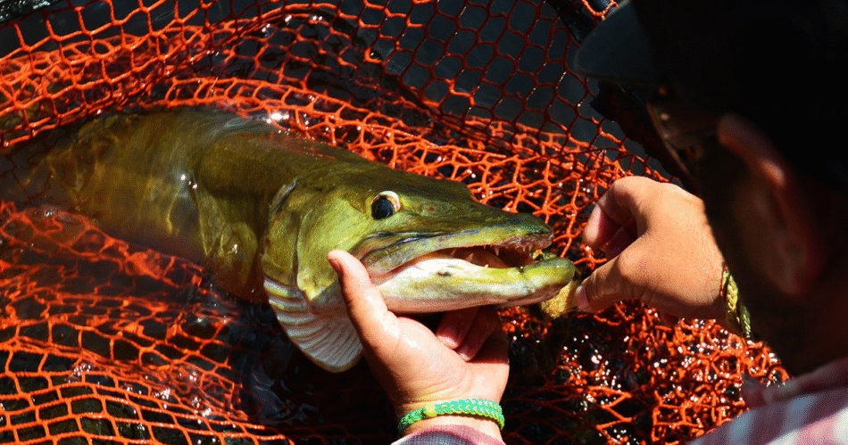 Musky Rods – The Ultimate Guide - Anglers Resource